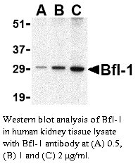 Anti-Human Bfl-1 (CT) - Leinco Technologies