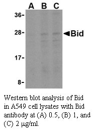 Anti-Human BID (Intermediate Domain) - Leinco Technologies
