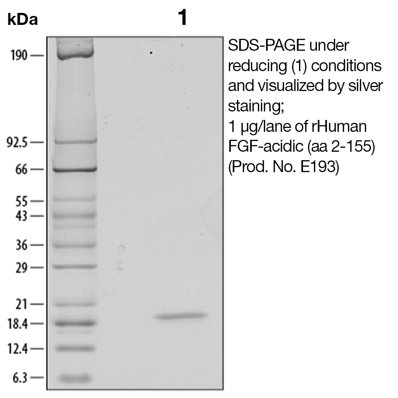 Recombinant Human FGFAcidic (aa 2155) | Leinco