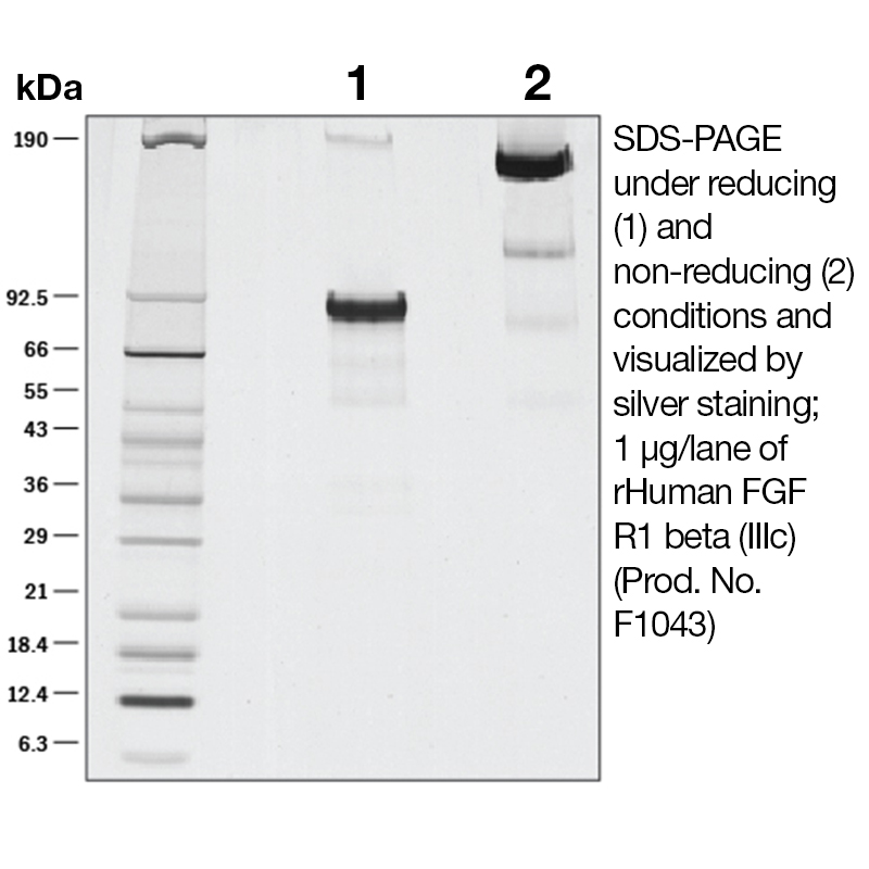 Recombinant Human FGF R1β (IIIc) - Leinco Technologies