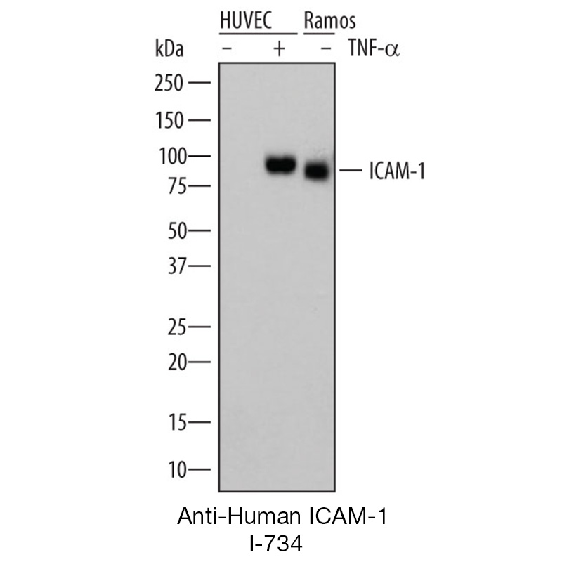 Anti-Human ICAM-1 - Leinco Technologies