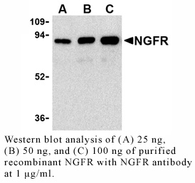 Anti-Human NGF R - Leinco Technologies