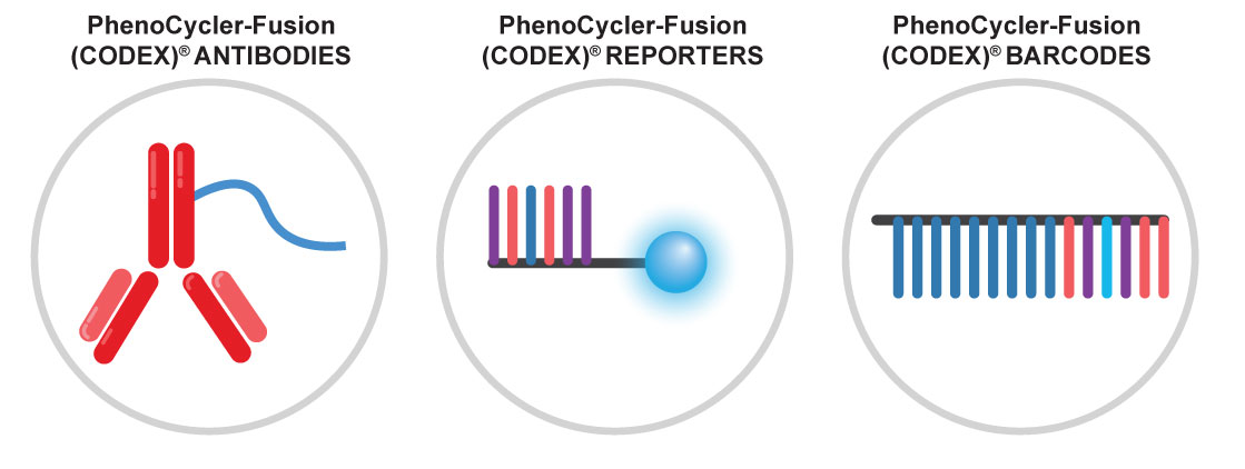 PhenoCycler-Fusion (CODEX)® - How it Works