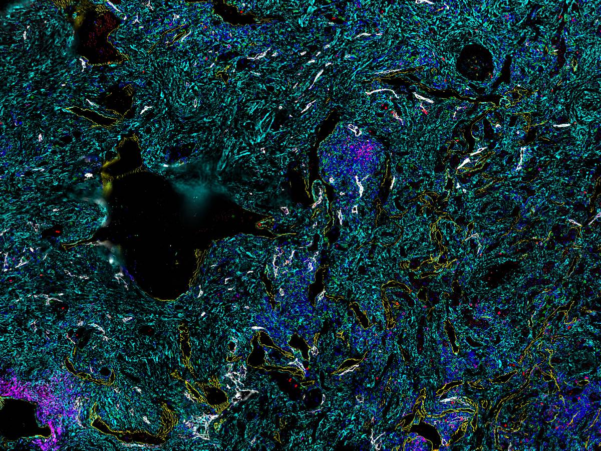 CD Markers for Flow Cytometry | Leinco Technologies