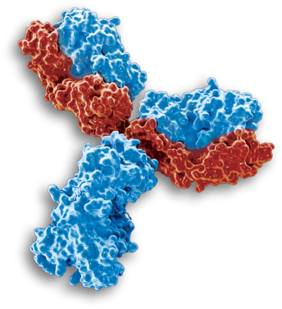Antibodies For Research | Leinco Technologies