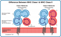 Anti-MHC Antibodies | Leinco