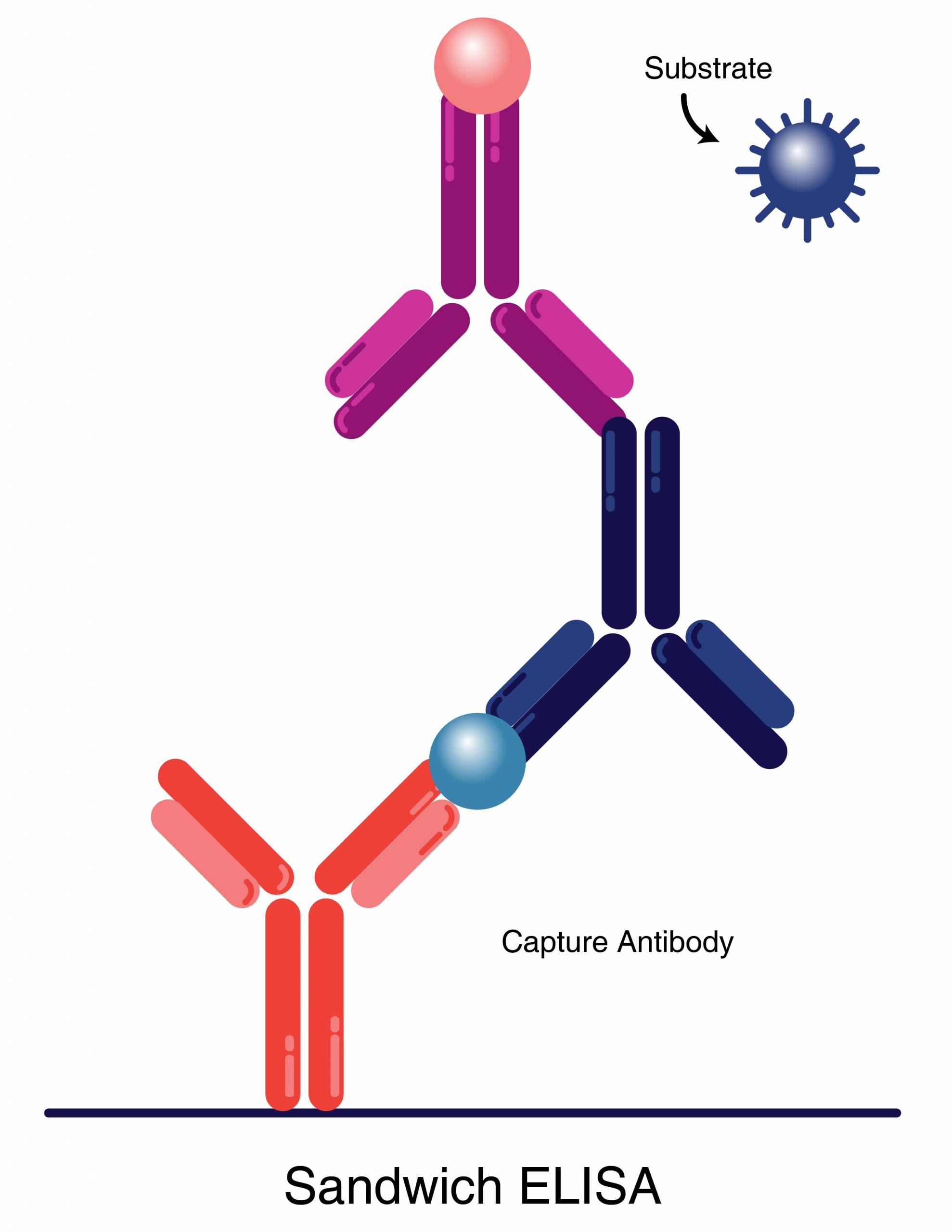 LFT & Sandwich ELISA Antibody Pairs in Diagnostics | Leinco
